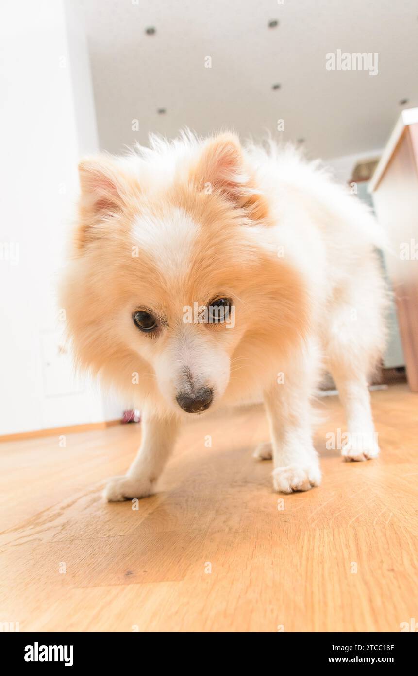 German spitz klein dog stands in leaving room looking towards camera ...