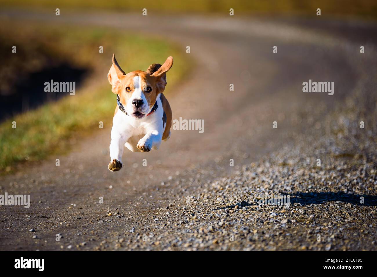 Dog Beagle running fast and jumping with tongue out on the rural path. Pet background Stock ...