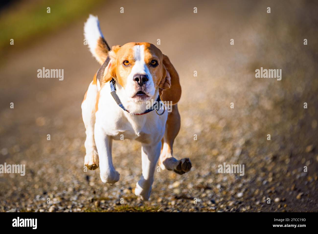 Dog Beagle running fast and jumping with tongue out on the rural path. Pet background Stock ...