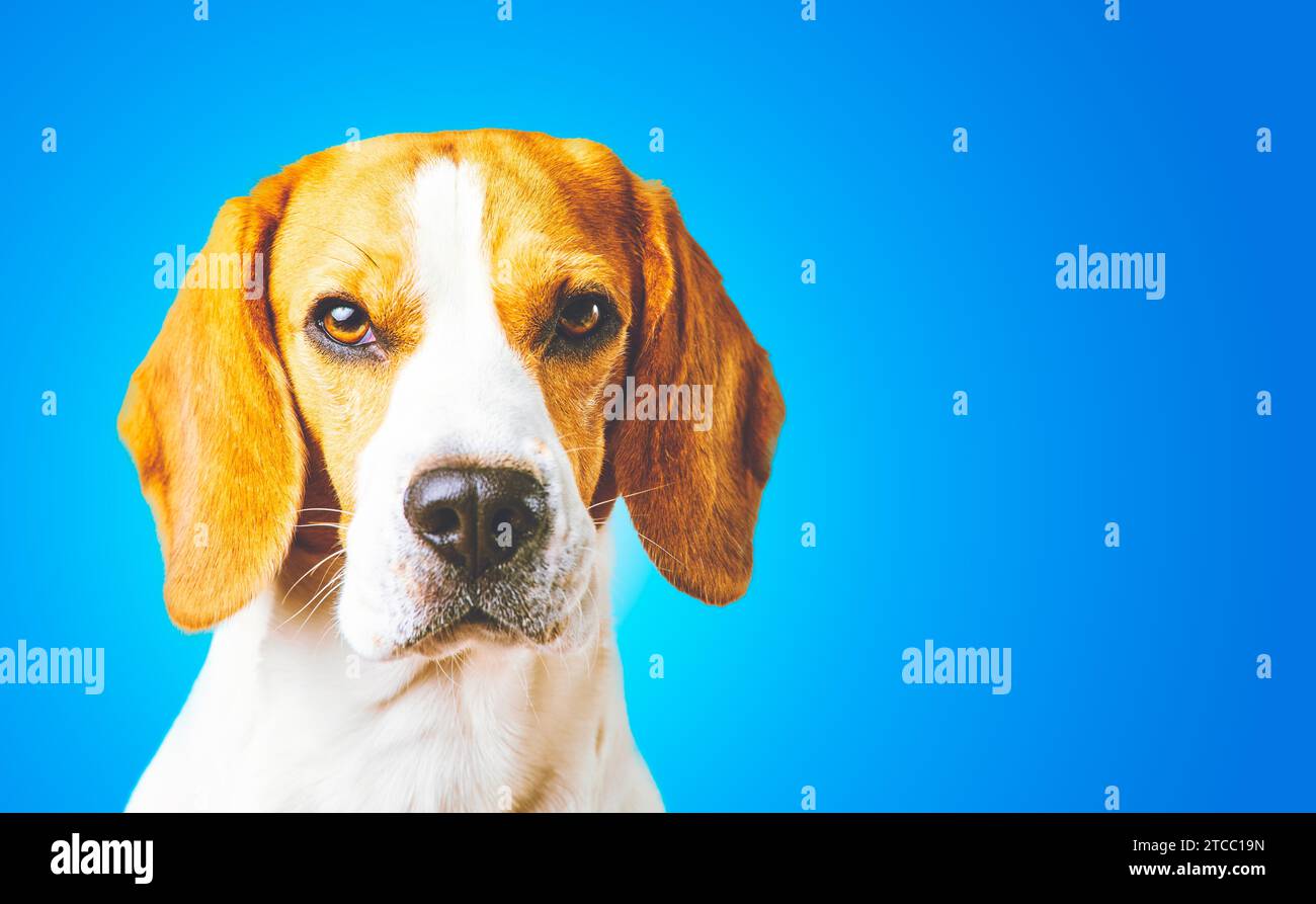 Close-up of Beagle dog, portrait, in front of blue background. Looking ...