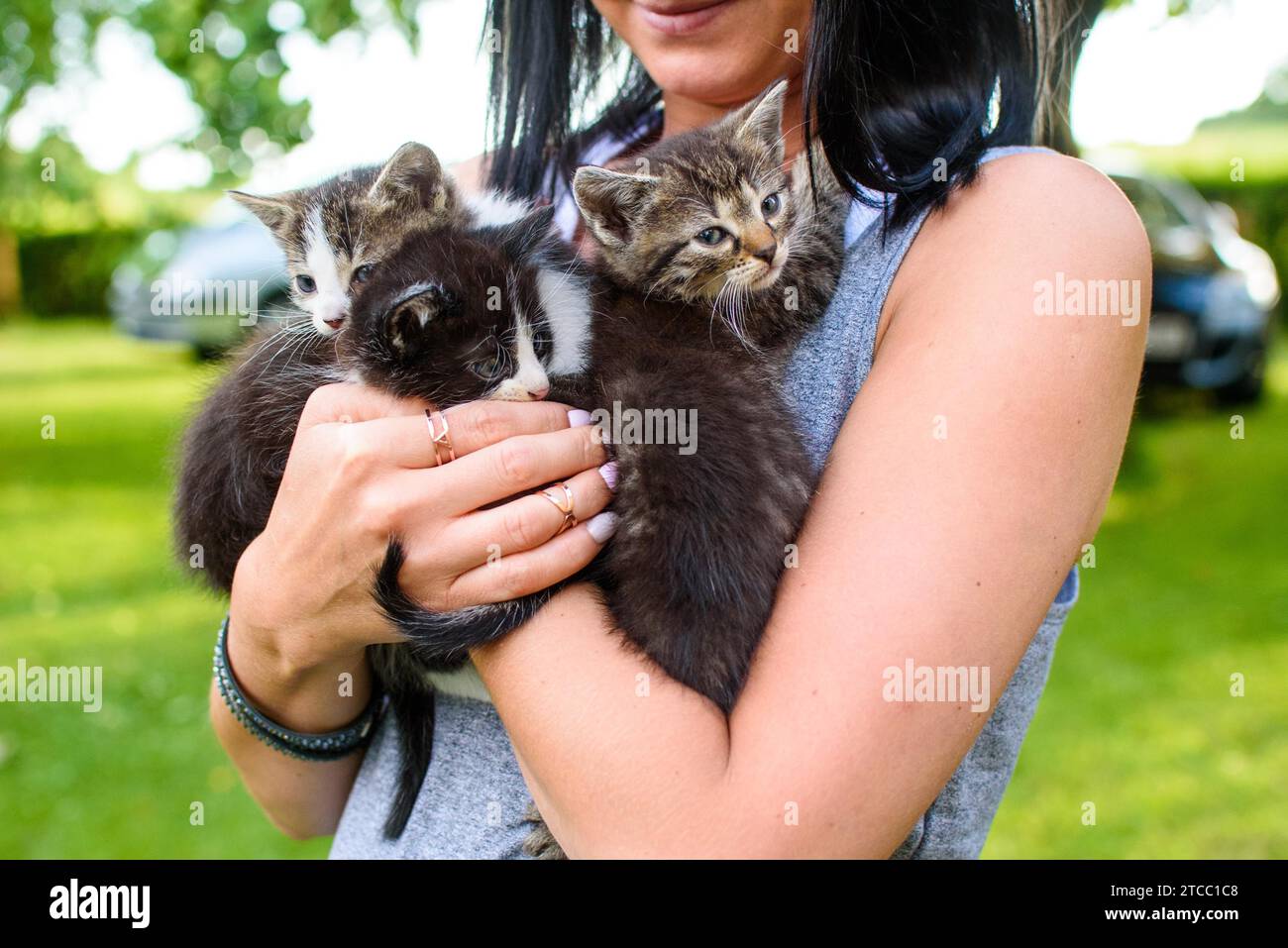 Three kittens on woman?s hands cuddling happy smile Stock Photo - Alamy