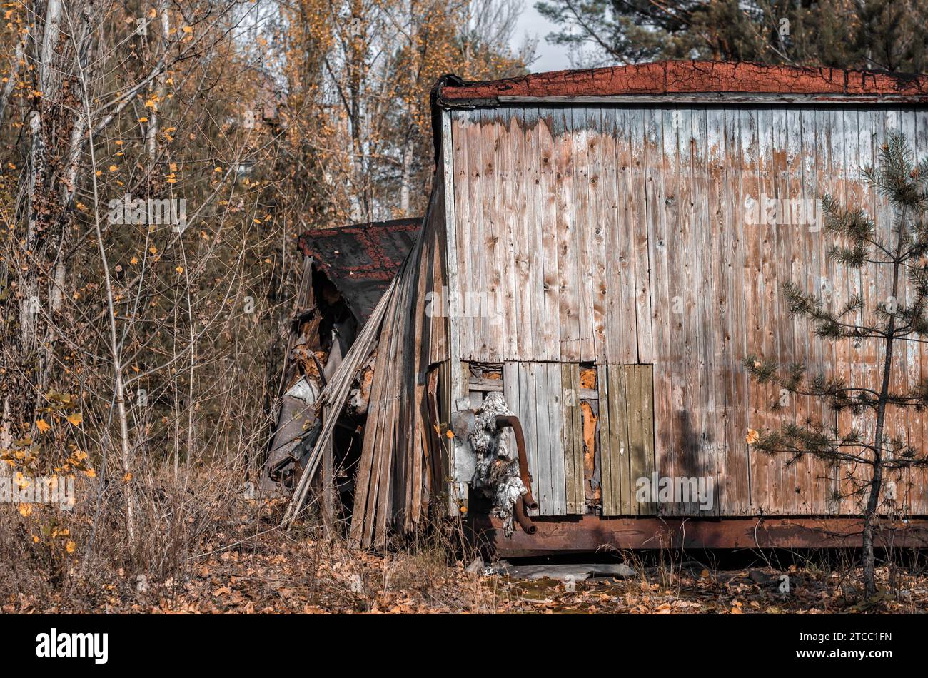 Ruins wooden house with trees and bushes Chernobyl Ukraine in autumn ...