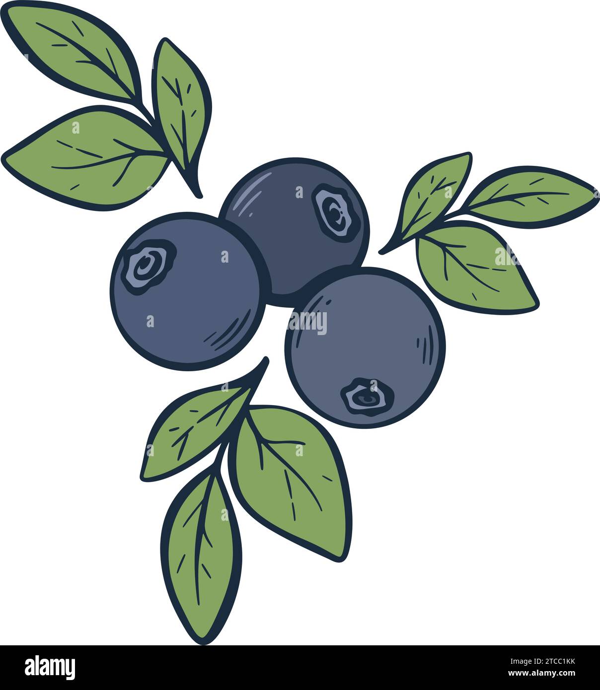 Fresh ripe blueberries hand engraving. Colored wild eco berries ...