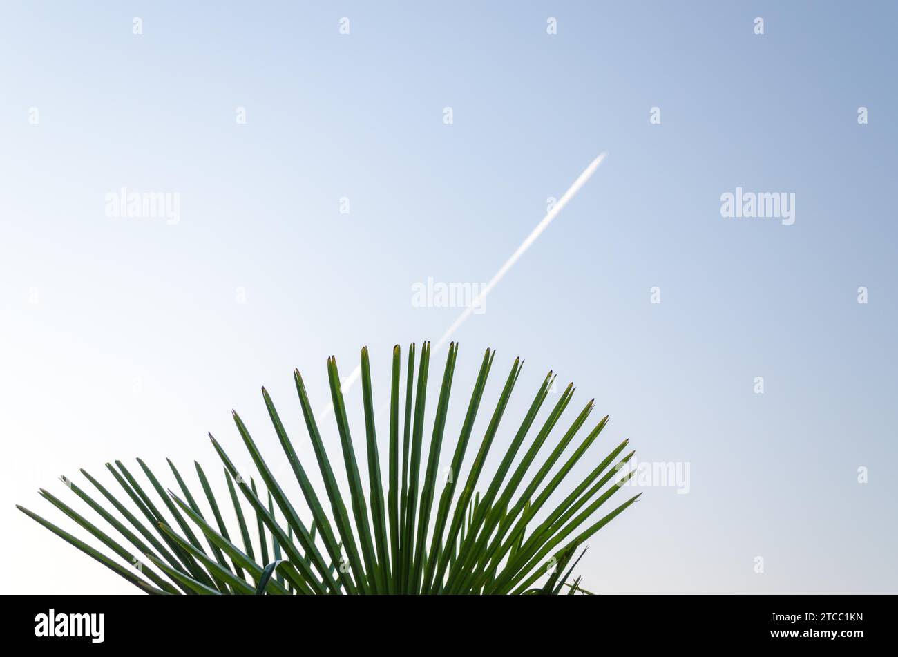 Green tropical plant and trail of a take off plane against the blue sky ...