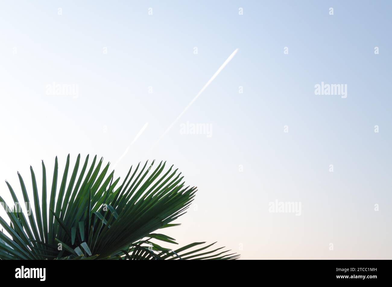 Green tropical plant and trail of a take off plane against the blue sky ...
