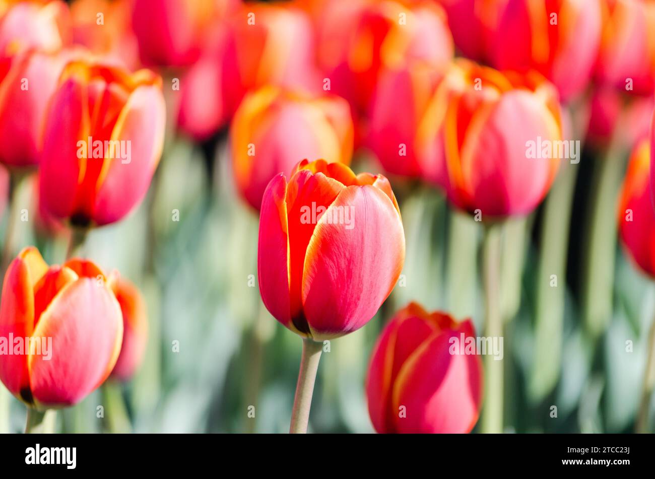Red big tulip hi-res stock photography and images - Alamy