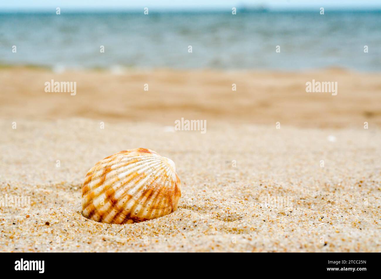 Bright striped sea shell in quartz sand against the blue water and ship ...