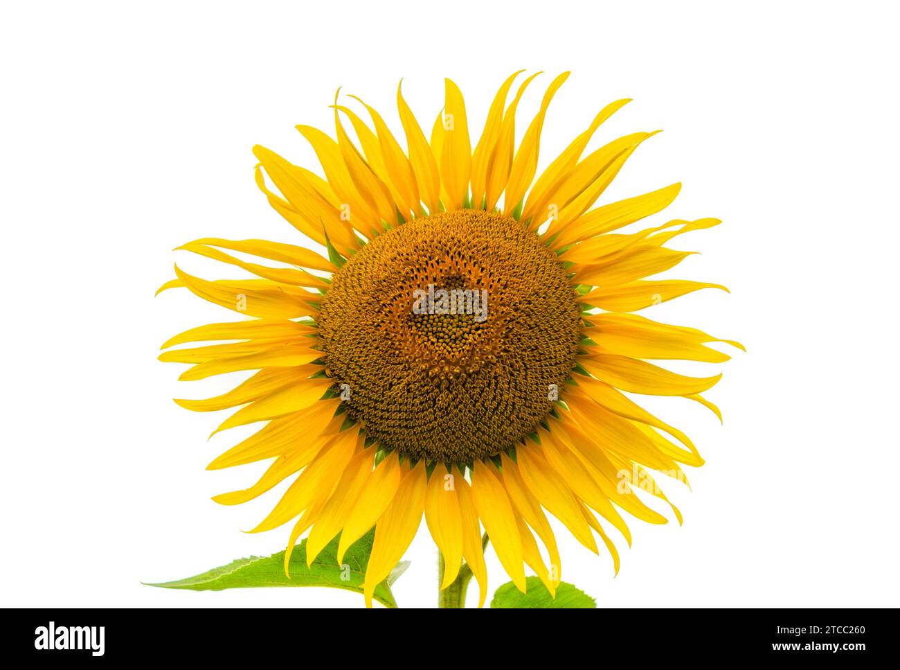 One isolated sunflower on white background closeup Stock Photo - Alamy