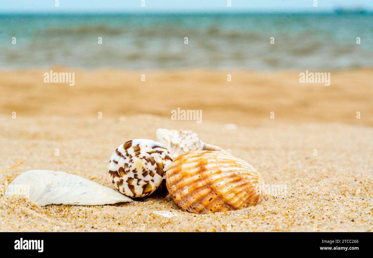 Four different bright sea shells on yellow quartz sand against blue ...