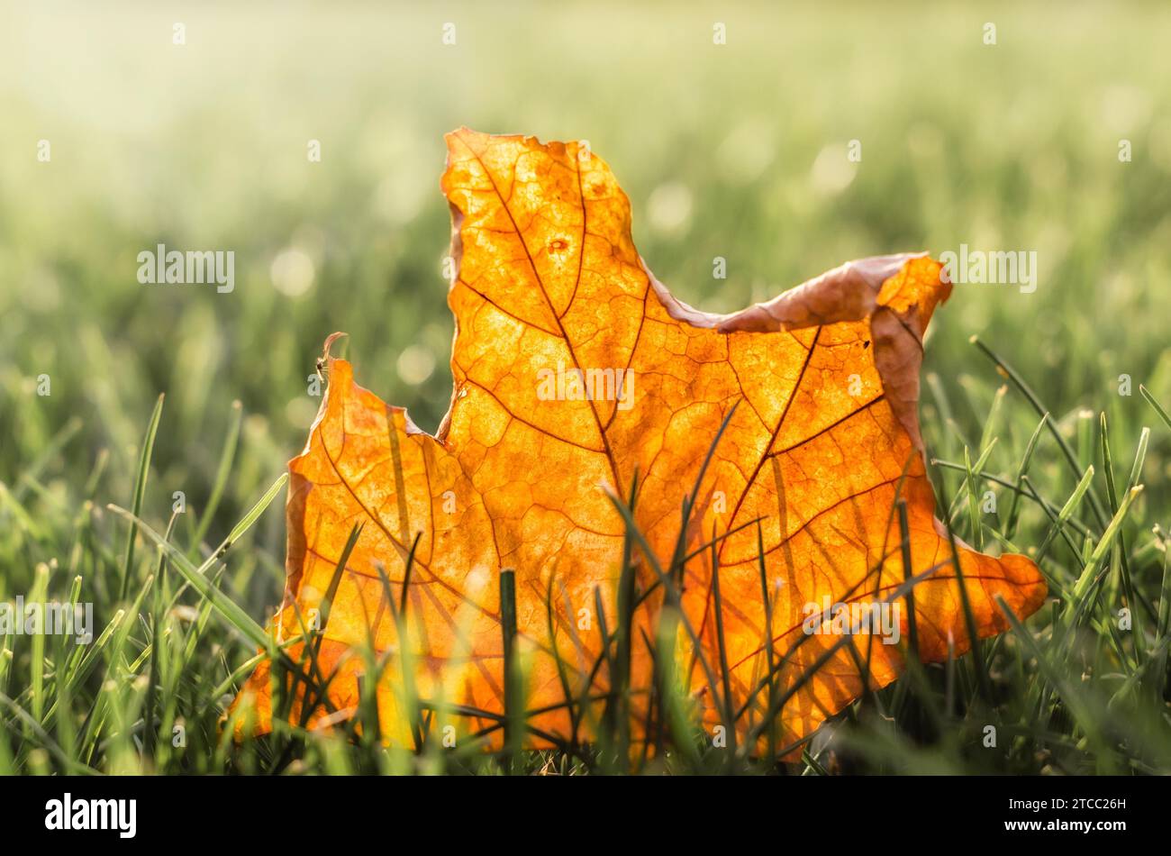 Green grass autumn background hi-res stock photography and images - Alamy