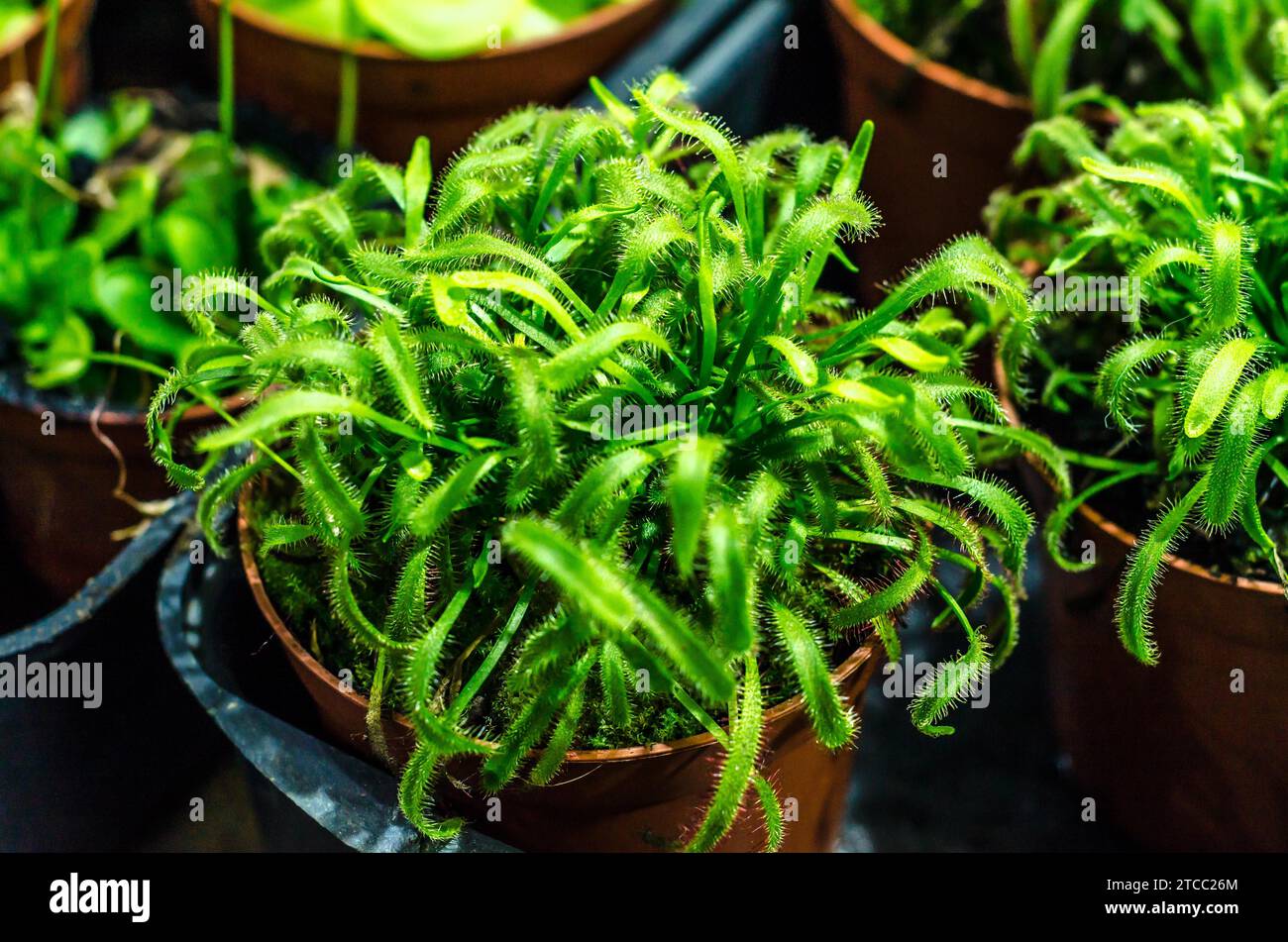 Sundew dew hi-res stock photography and images - Alamy