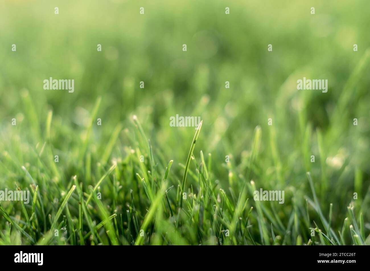 Background green grass pattern close up Stock Photo - Alamy