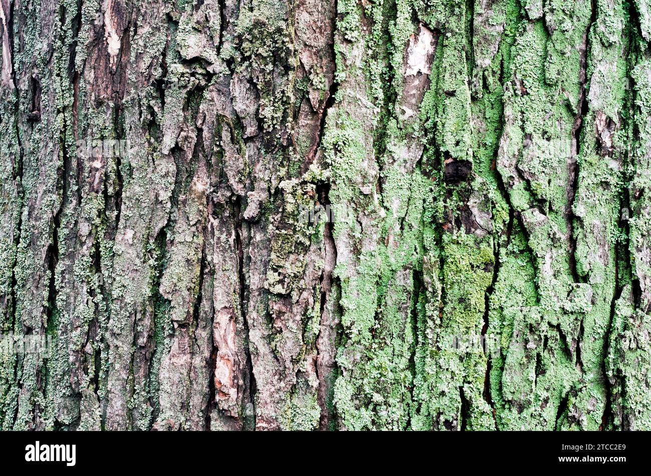 Wooden background maple tree trunk with green moss Stock Photo - Alamy