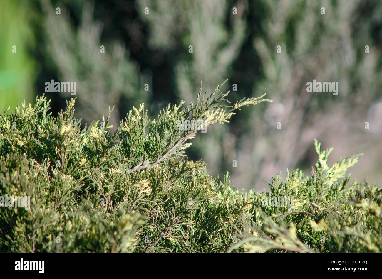 Green tree branch in the park close up Stock Photo - Alamy