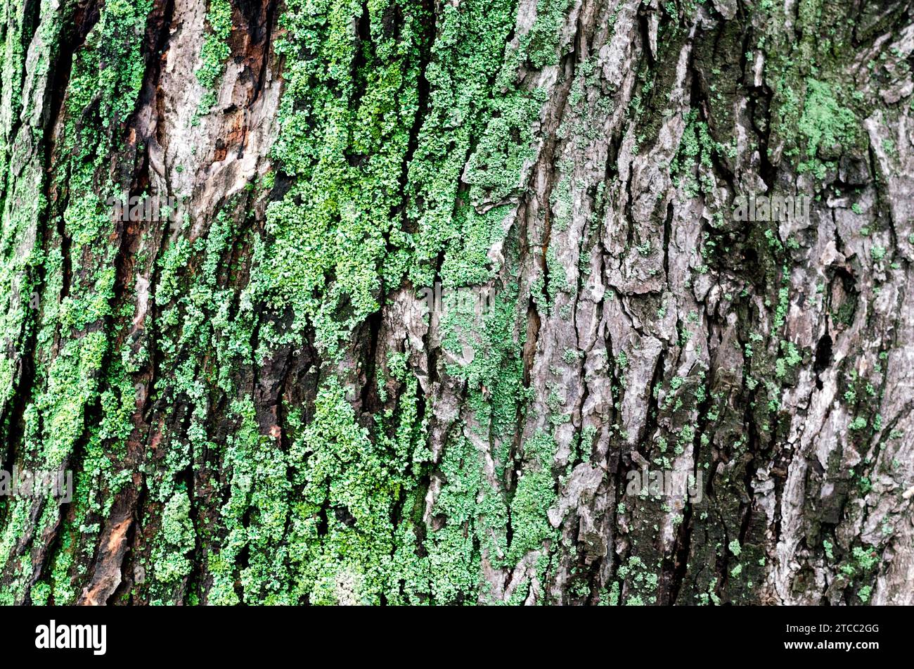 Wooden background maple tree trunk with green moss close up Stock Photo ...
