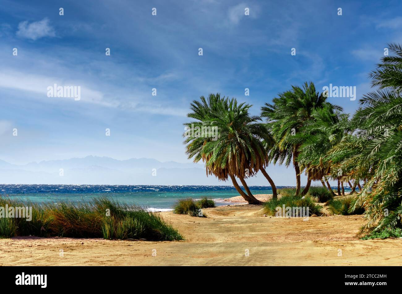 Green palm trees on the red sea without people in egypt tropical ...
