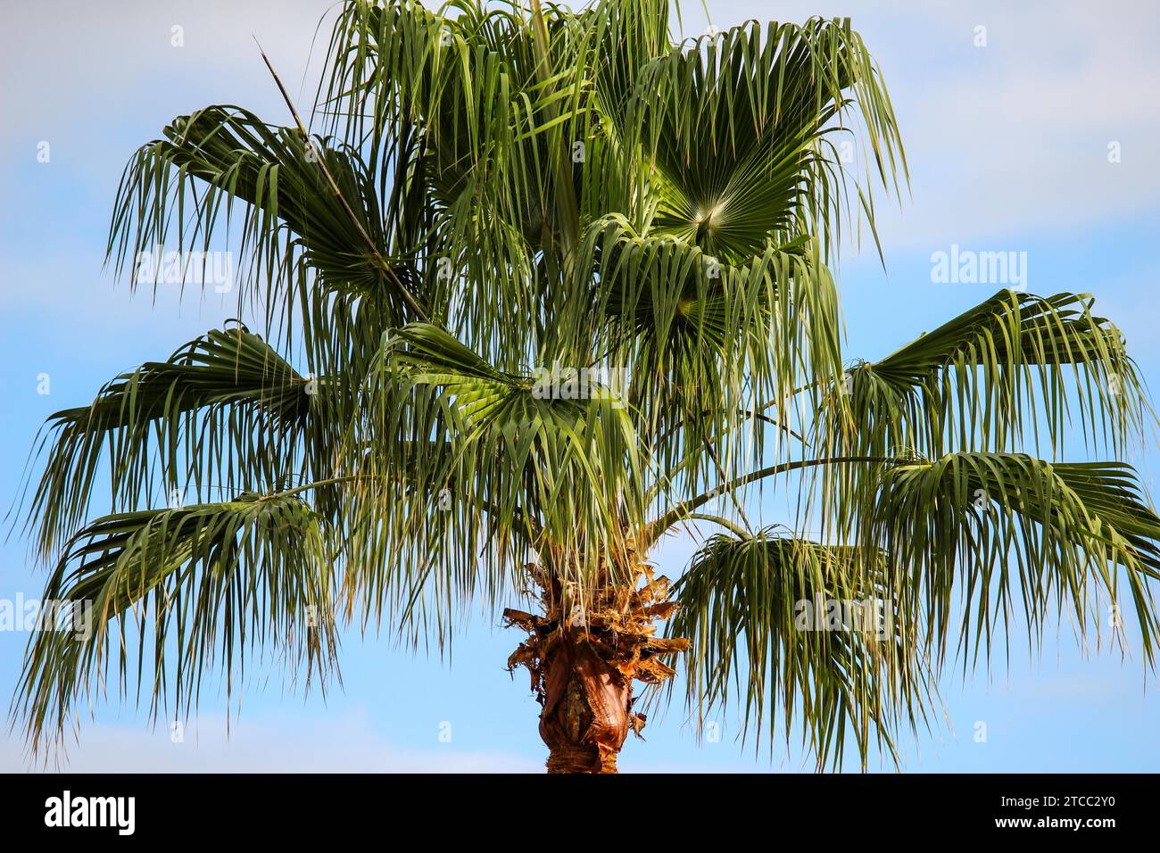 Plam tree hi-res stock photography and images - Alamy