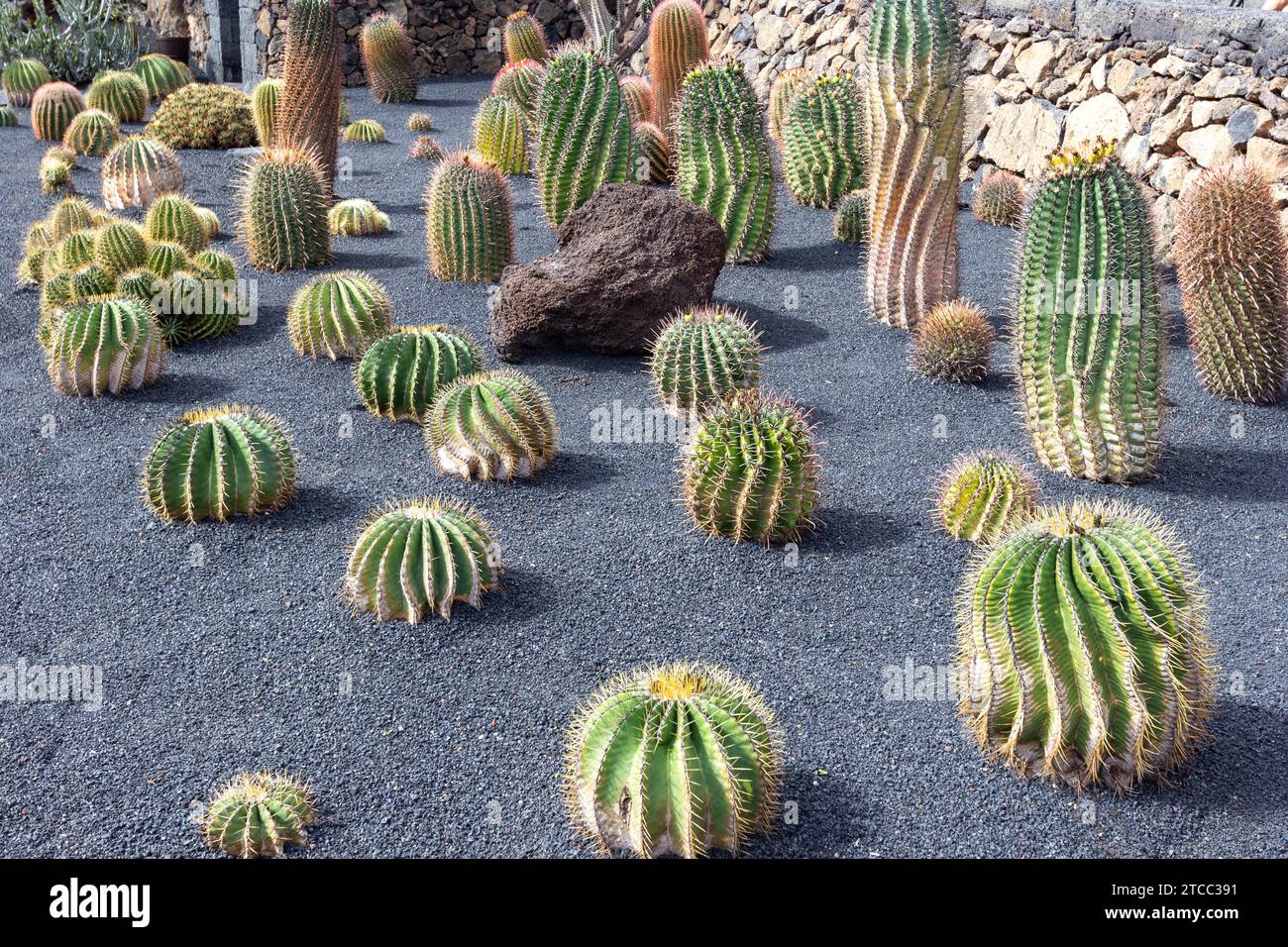 Different types of cactus in Jardin de Cactus by Cesar Manrique on ...