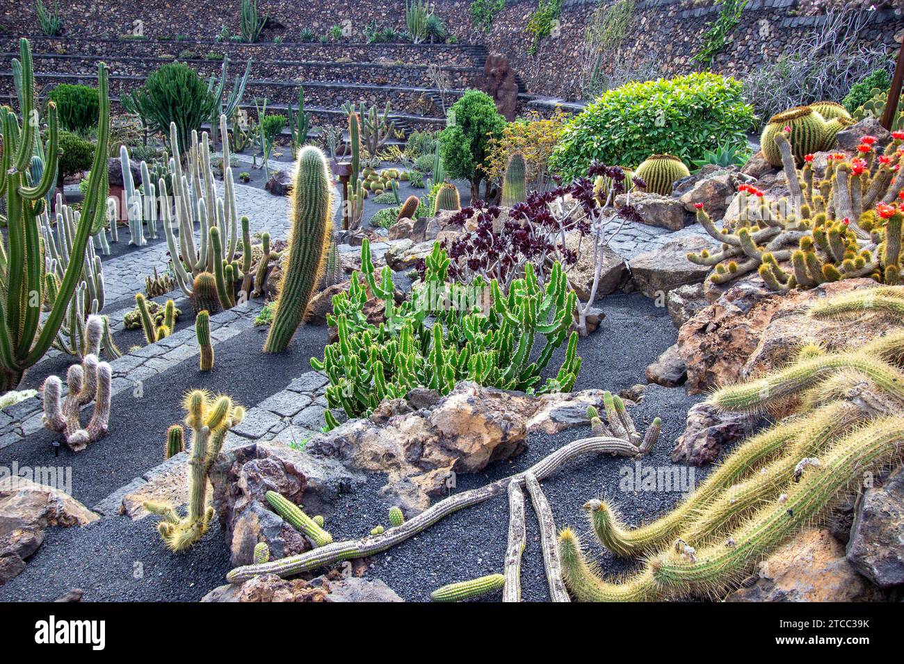 Different types of cactus in Jardin de Cactus by Cesar Manrique on ...