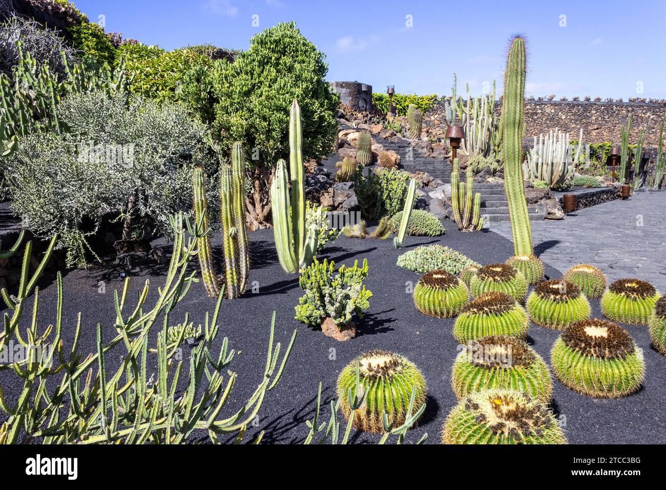 Different types of cactus in Jardin de Cactus by Cesar Manrique on ...