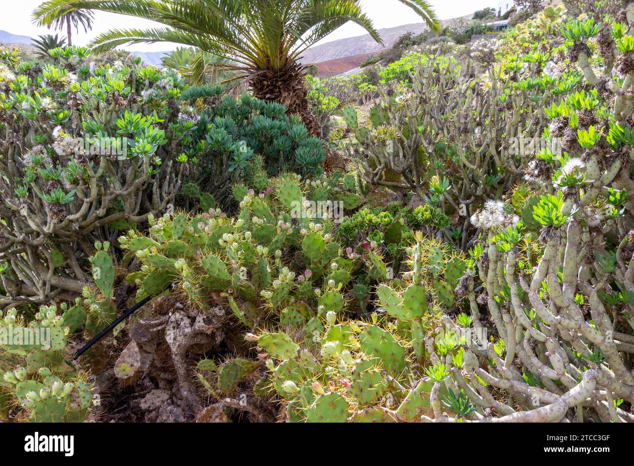 Vegetation with different cactus plants and palm trees in Betancuria on ...
