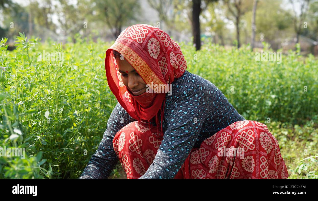 Asian farmer woman working in the field, cutting the grass to feed the cattle Stock Photo - Alamy