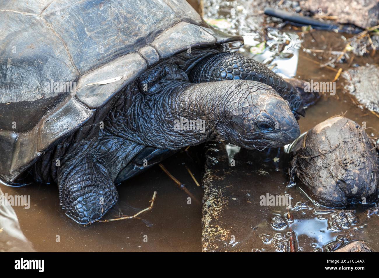 Giant land turtles (dipsochelys gigantea) on Seychelles island Praslin ...