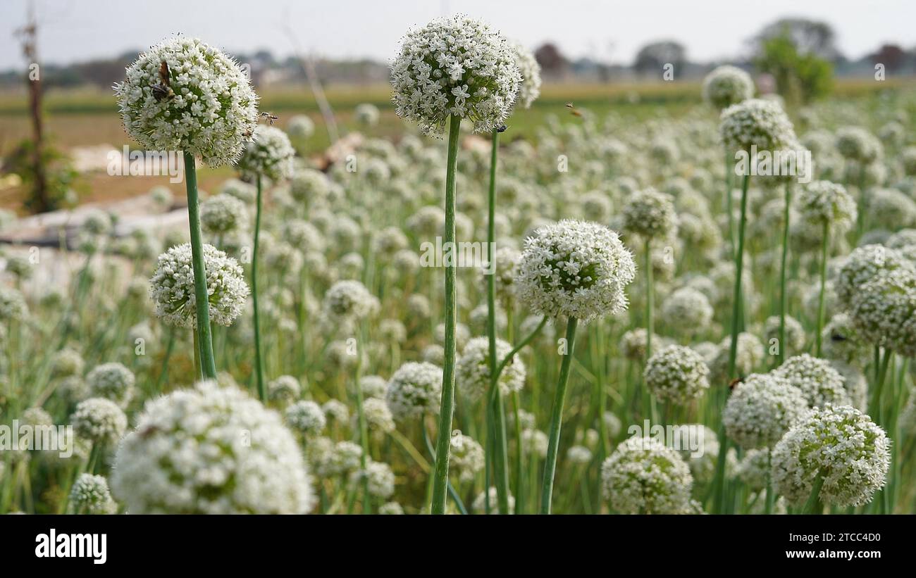 Macro of blooming onion flowers head in the garden. Agricultural ...