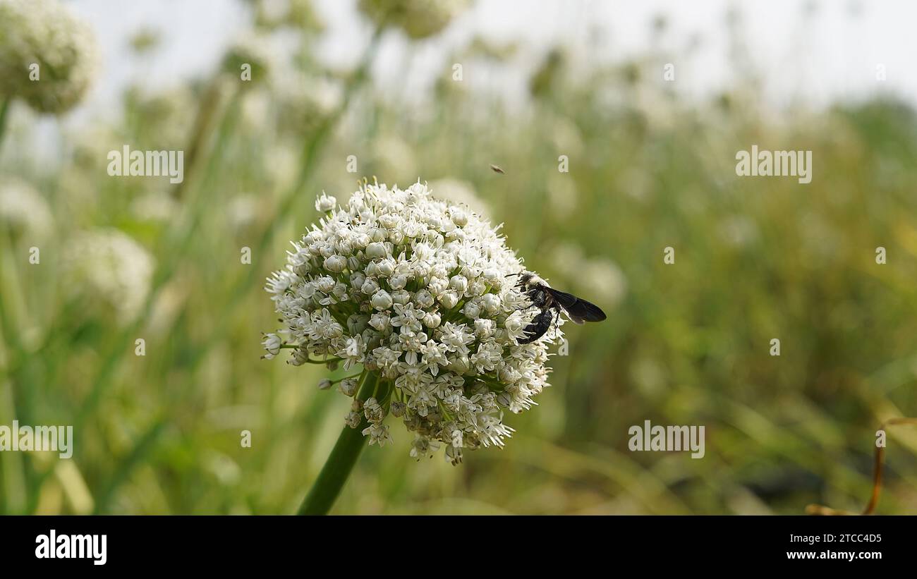 Macro of blooming onion flowers head in the garden. Agricultural ...
