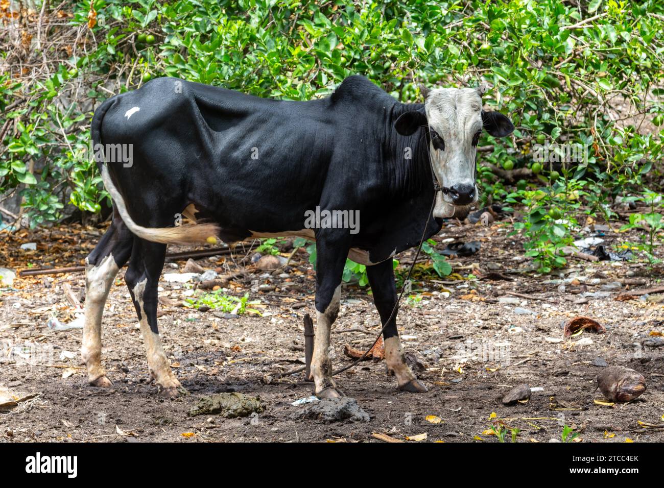 Lean cow in a Village at Lokobe nature strict reserve in Madagascar ...
