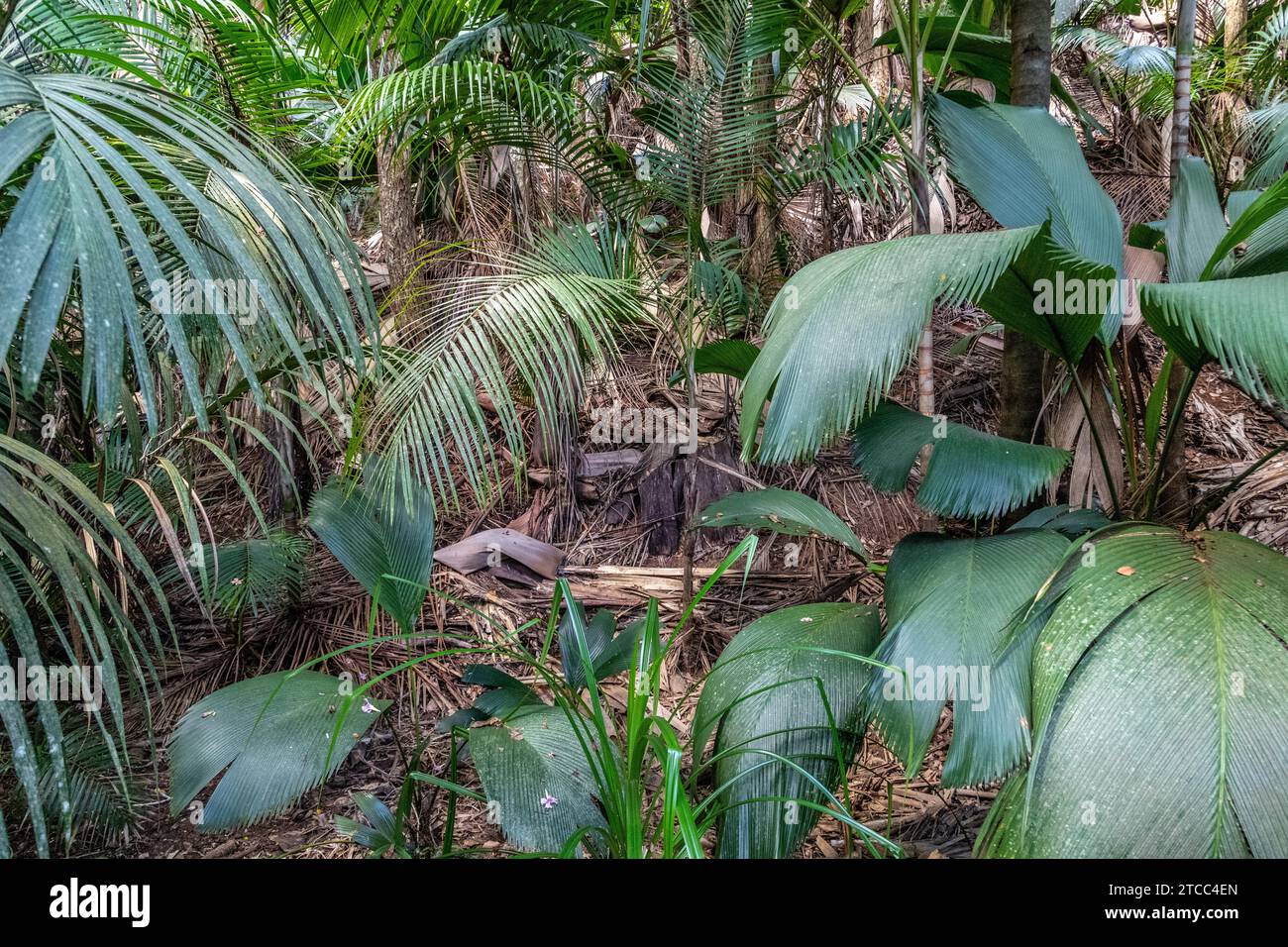 UNESCO world natural heritage Vallee de Mai with coco de mer palms on ...
