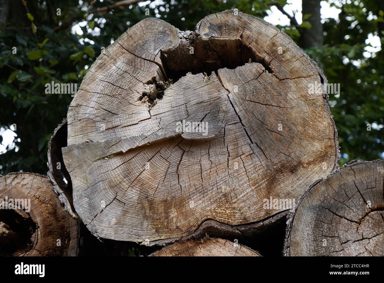 Forest dieback due to climate change, drought and storms and ...