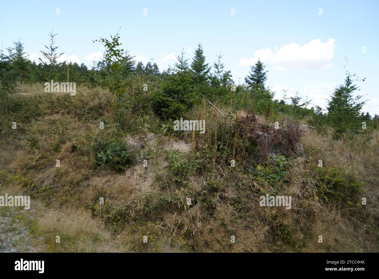 Forest dieback due to climate change, drought and storms and ...