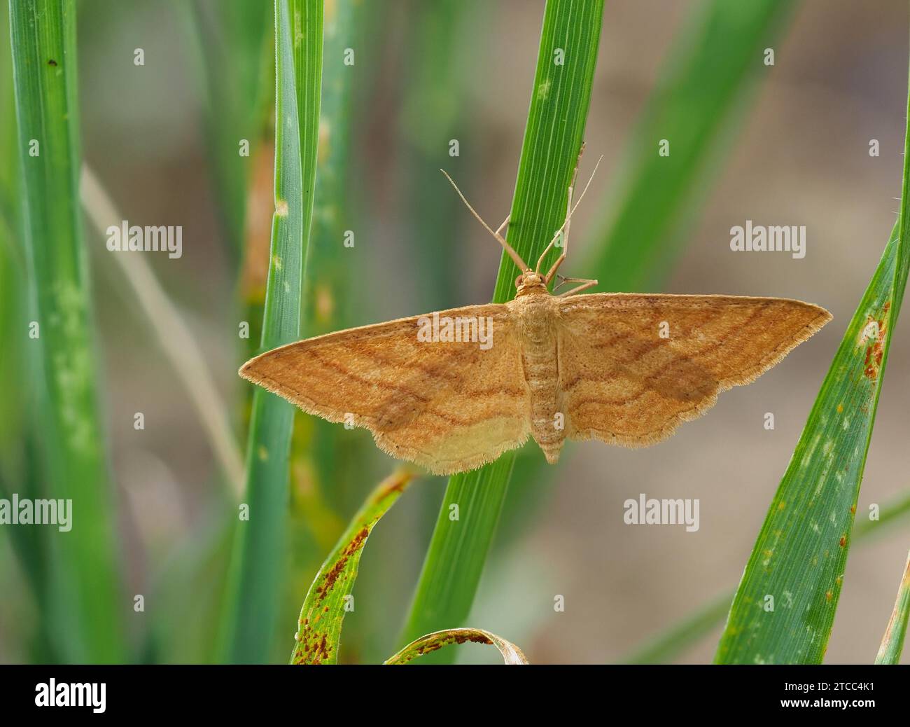 Bright wave moth, Idaea ochrata, on a blade of grass Stock Photo - Alamy