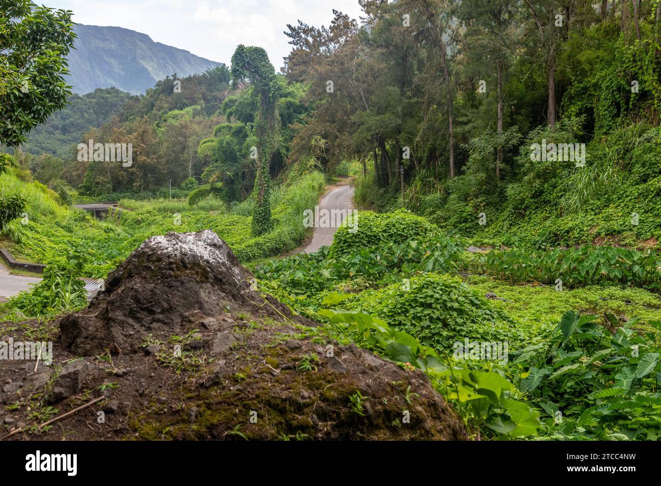 Scenic view of a green landscape with wild growing zucchini plants ...