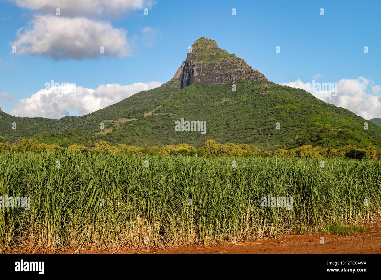 Sugar cane fields and mountain on Mauritius island Stock Photo - Alamy