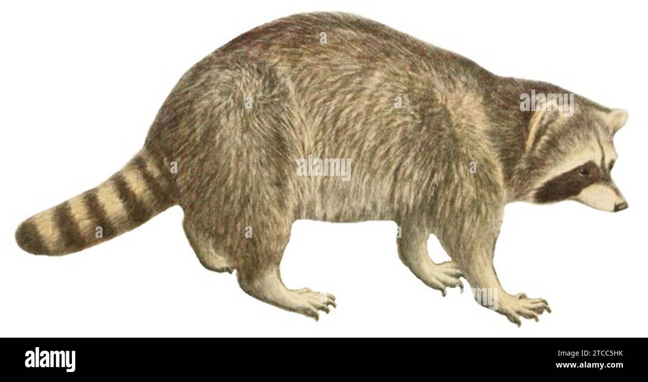 Wild animals of North America, intimate studies of big and little ...