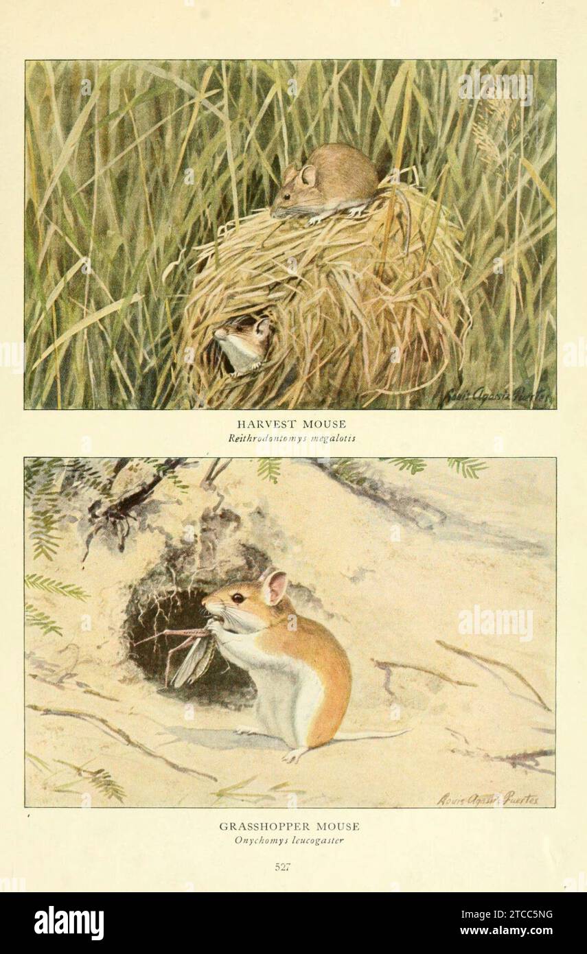 Wild animals of North America, intimate studies of big and little ...