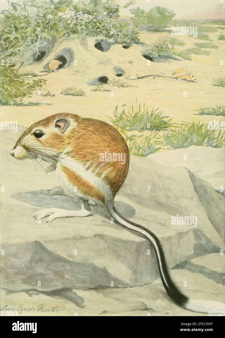 Wild animals of North America, intimate studies of big and little ...