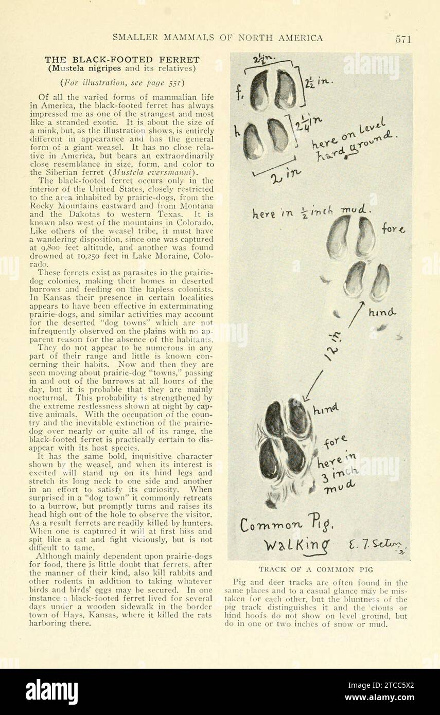 Wild animals of North America, intimate studies of big and little ...