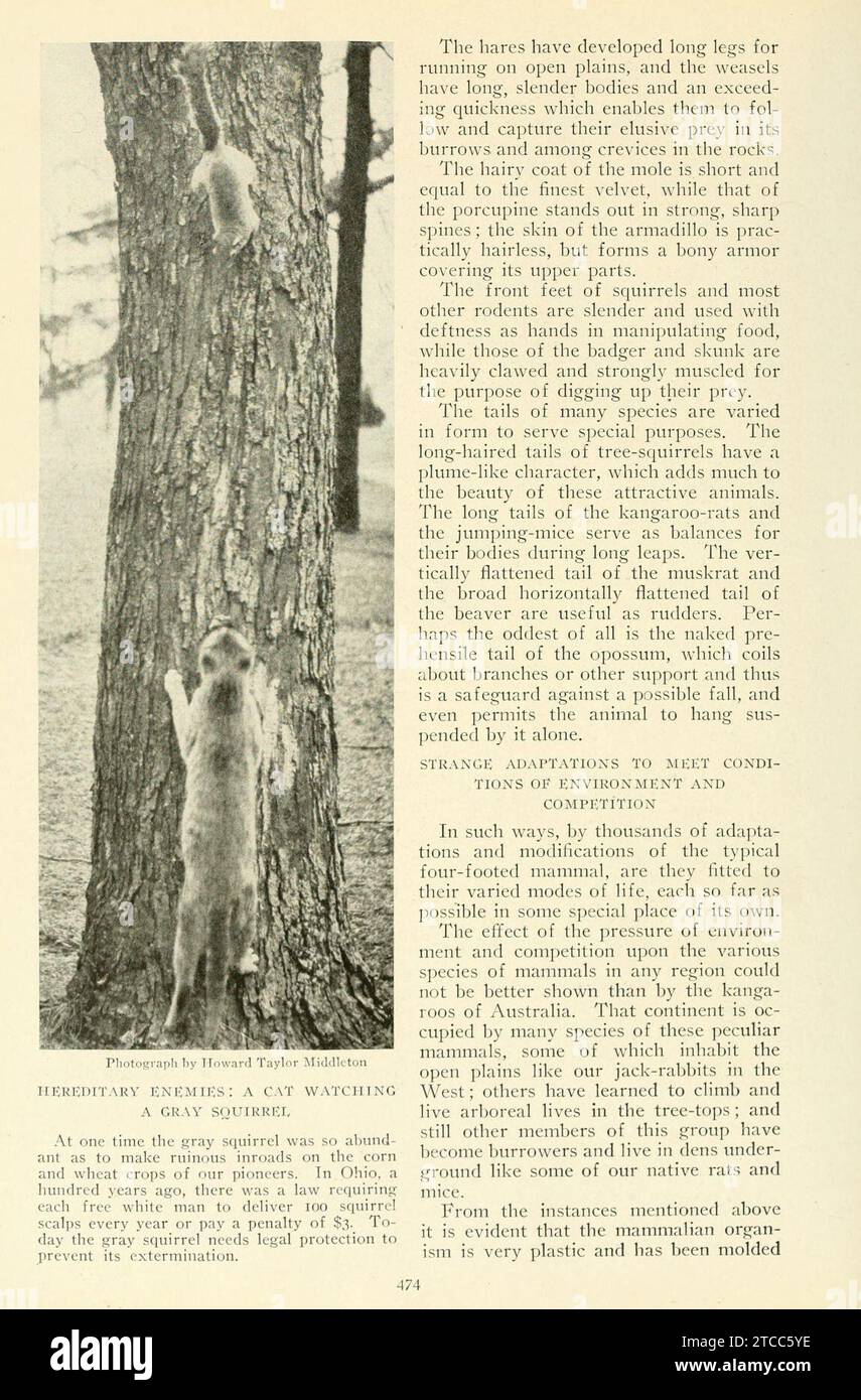 Wild animals of North America, intimate studies of big and little ...