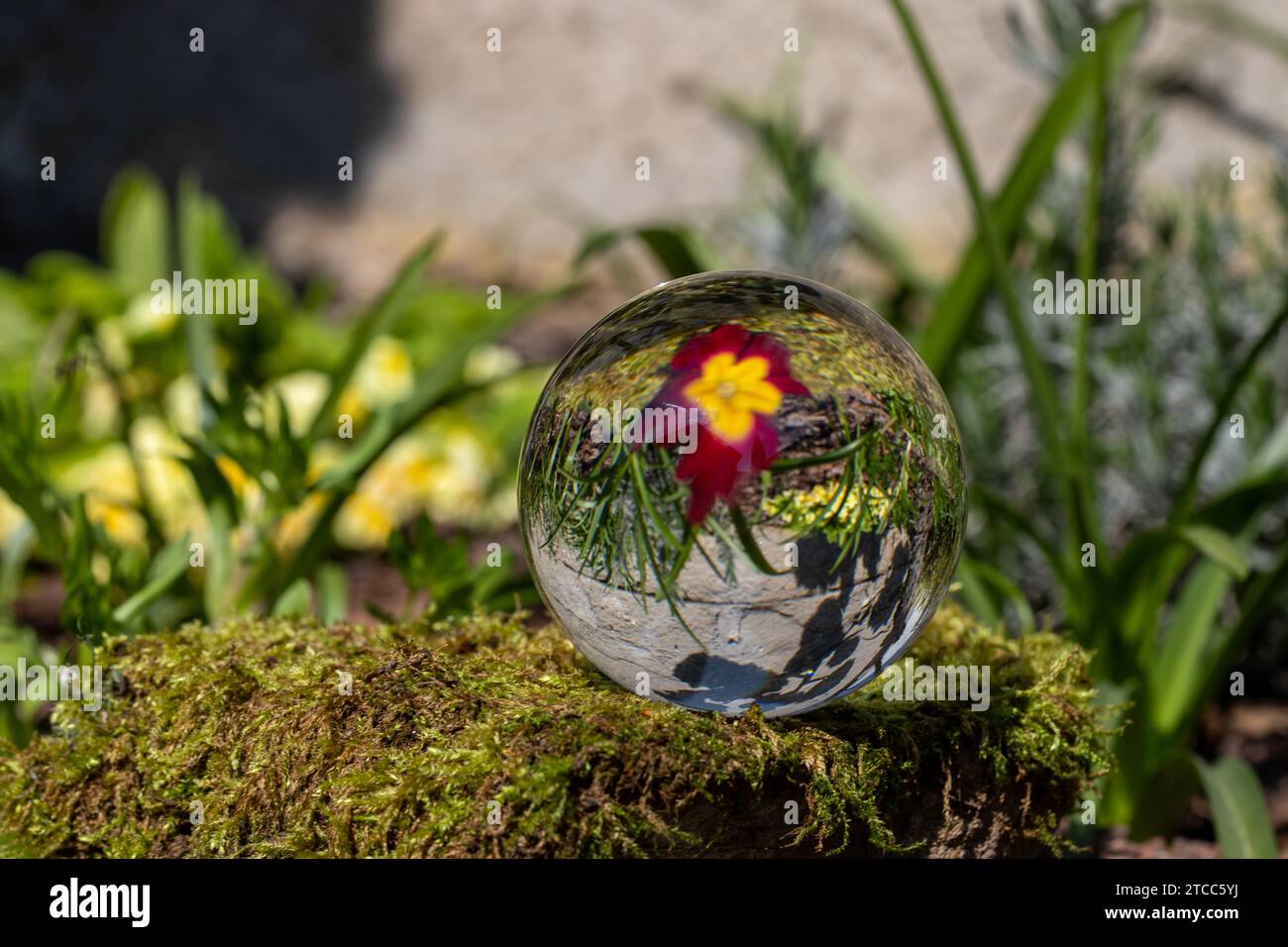 Crystal ball with red primrose blossom on moss covered stone surrounded ...