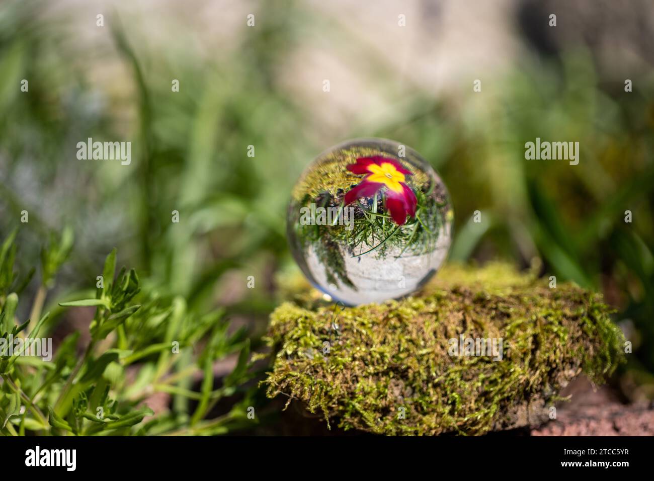 Crystal ball with red primrose blossom on moss covered stone surrounded ...