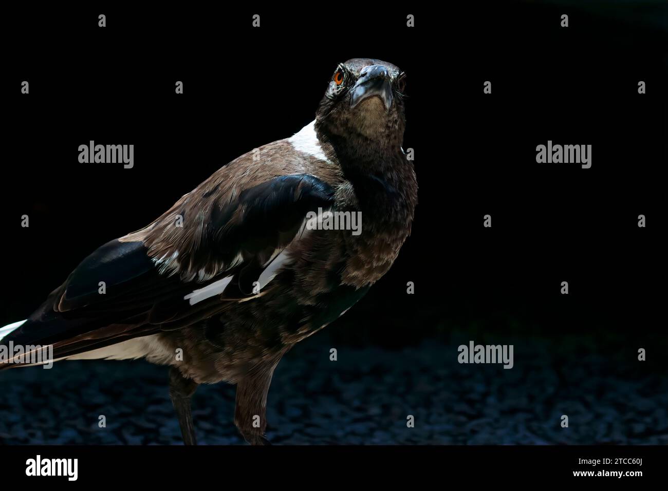 Cute wild birds outside in nature doing bird things. Feathers, wings ...