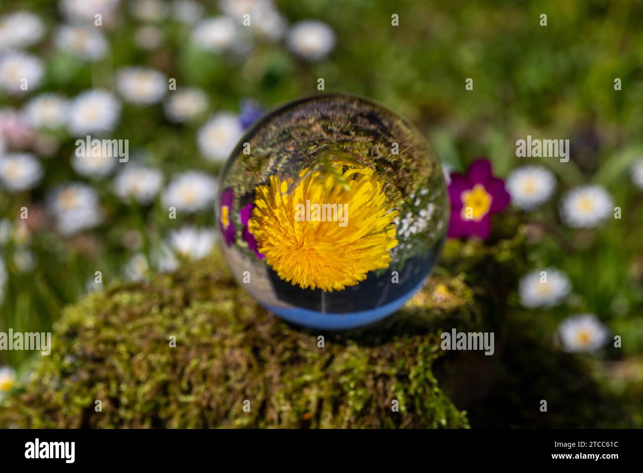 Crystal ball with dandelion and purple primrose blossom on moss covered ...