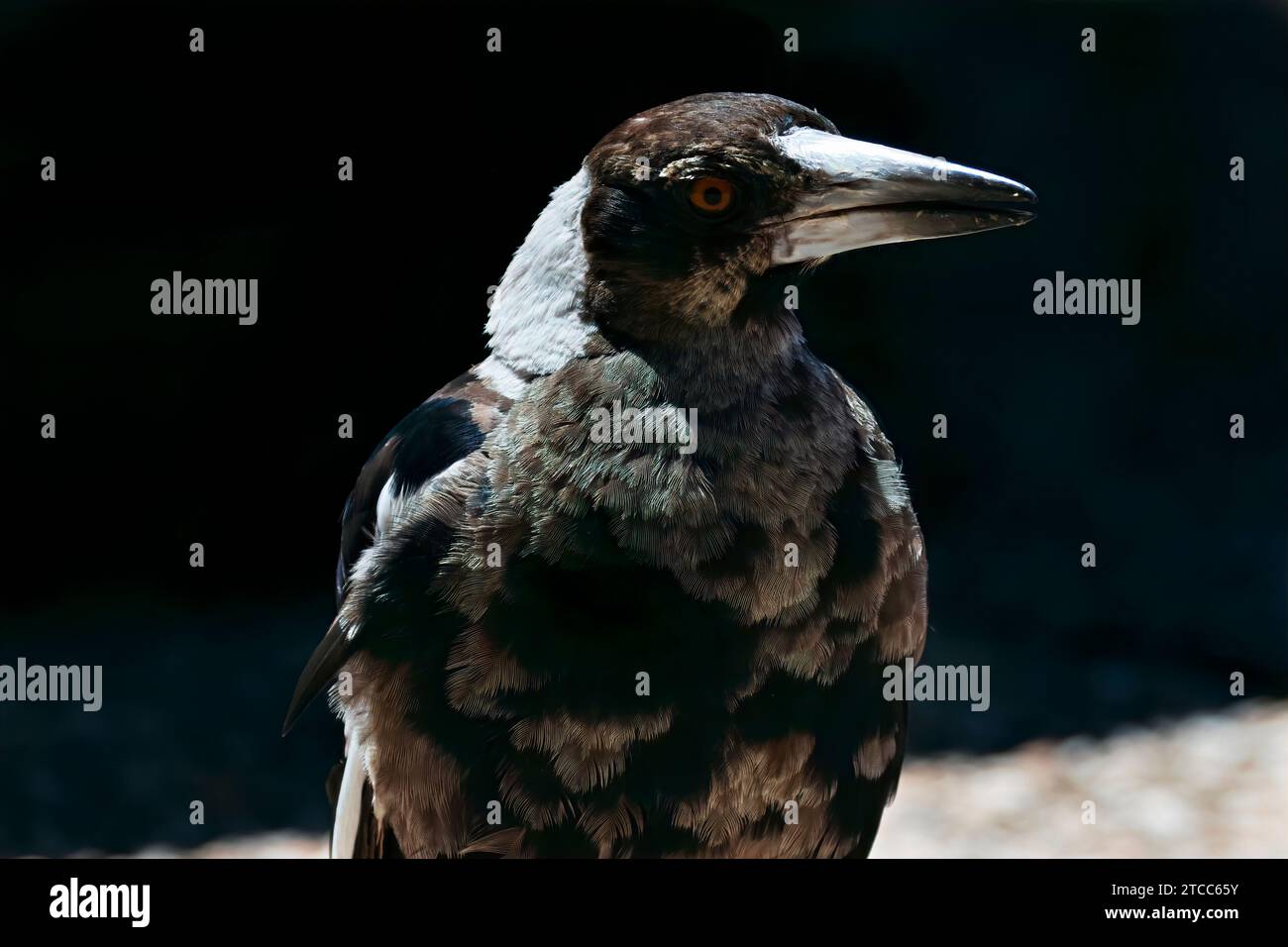Cute wild birds outside in nature doing bird things. Feathers, wings ...