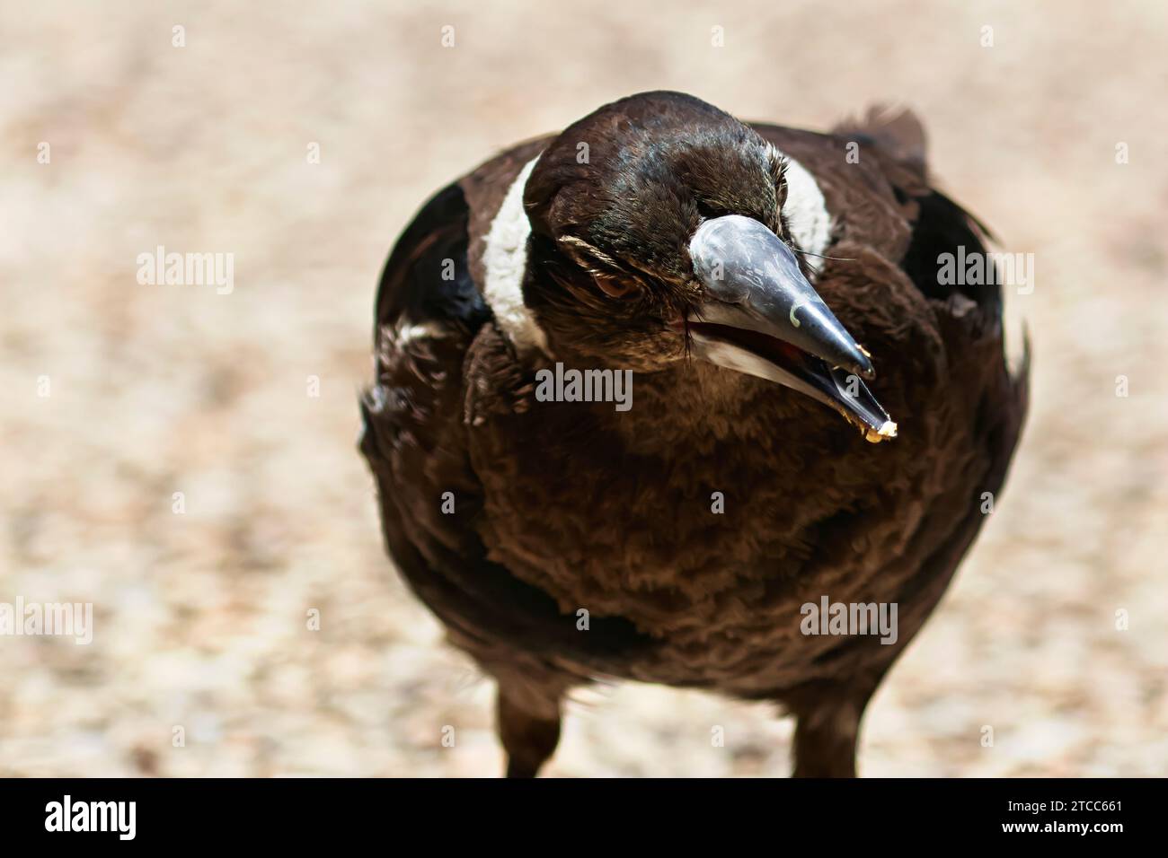 Cute wild birds outside in nature doing bird things. Feathers, wings ...
