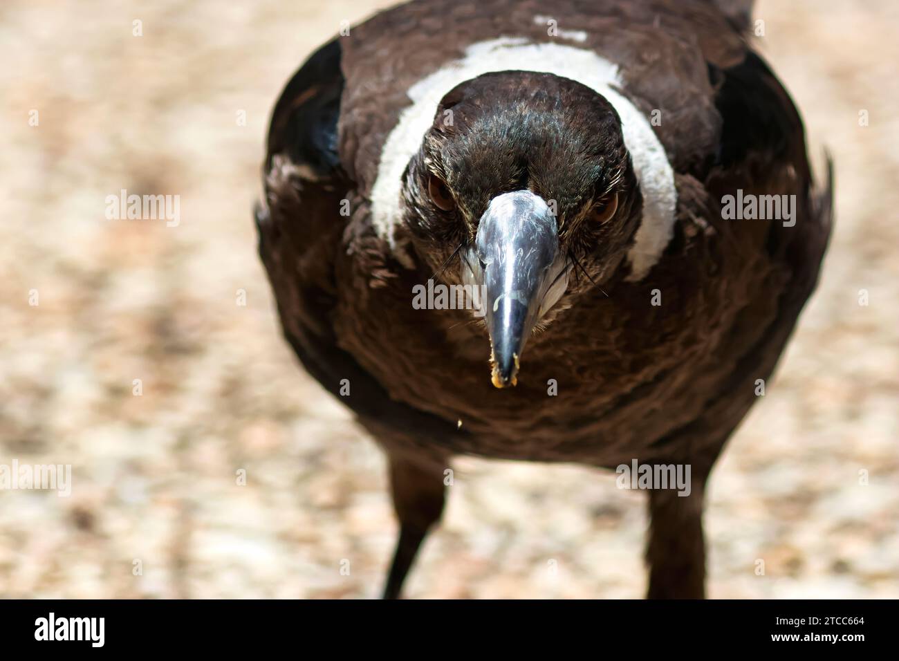 Cute wild birds outside in nature doing bird things. Feathers, wings ...