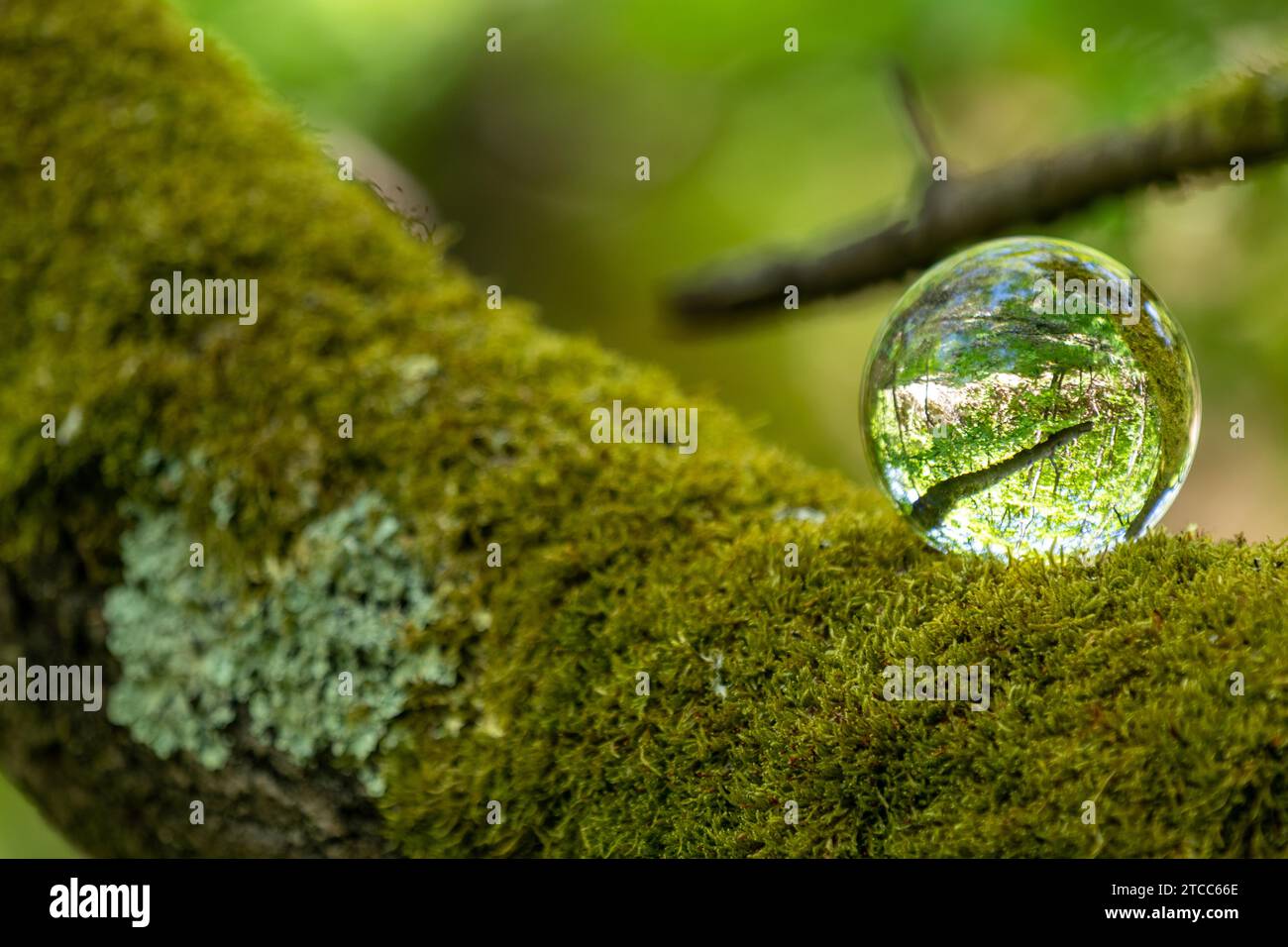 Crystal ball on a moss covered branch of a tree Stock Photo - Alamy