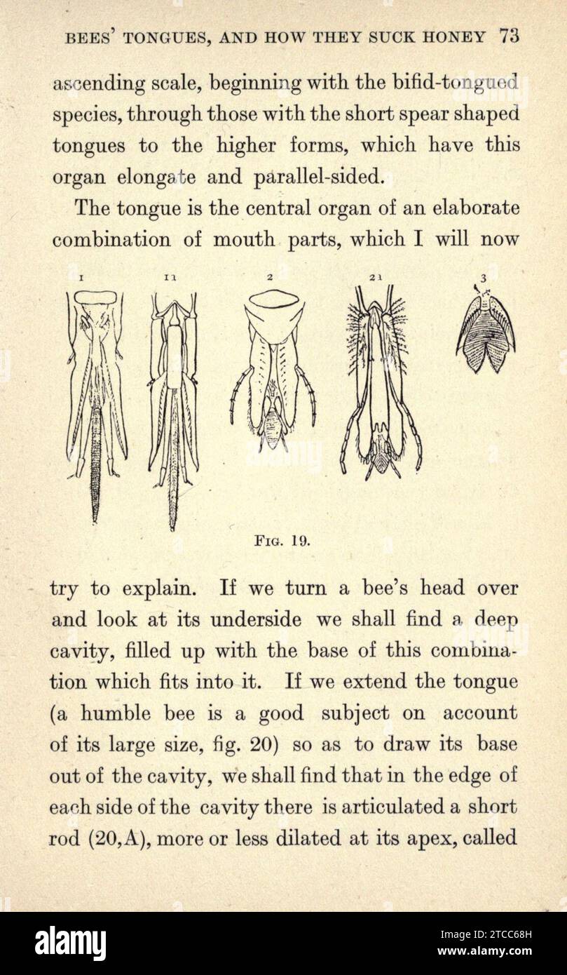 Wild bees, wasps and ants and other stinging insects (Page 73 Stock ...